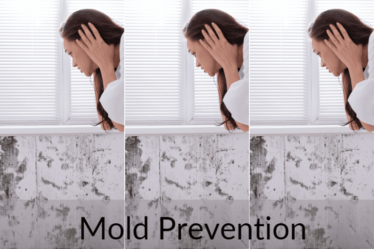 10 Most Useful Products for Mold Prevention » UnderStory Healing