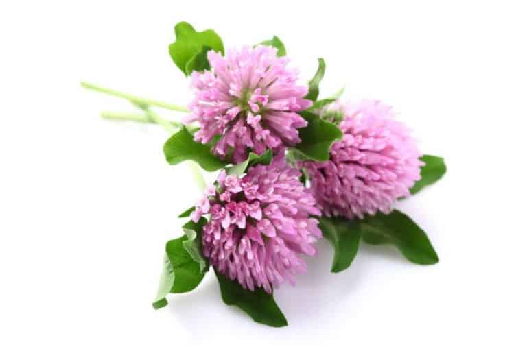 The Best Tea For Lymphatic Drainage (and 8 Effective Practices For ...